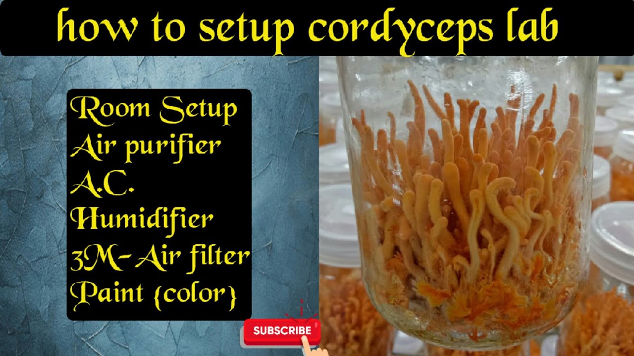how to Setup Cordyceps militaris Lab - YouTube