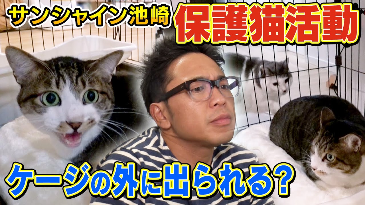 【猫おじさん】サンシャイン池崎さんの家に来た新入り佐吉が遂にケージの外へ!【保護猫活動】 Youtube
