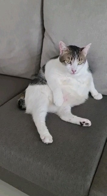 Feeling relax🥰🥰#cat #kucing #catlover - YouTube