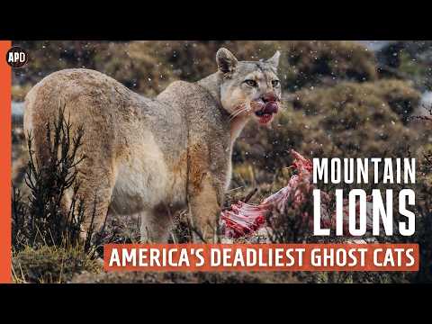 MOUNTAIN LIONS: America’s Deadliest Ghost Cats | Wildlife Documentary