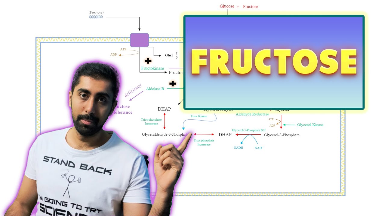 Fructose metabolism \ fructolysis biochemistry - YouTube