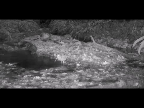 Une bécasse des bois apparait devant la caméra !