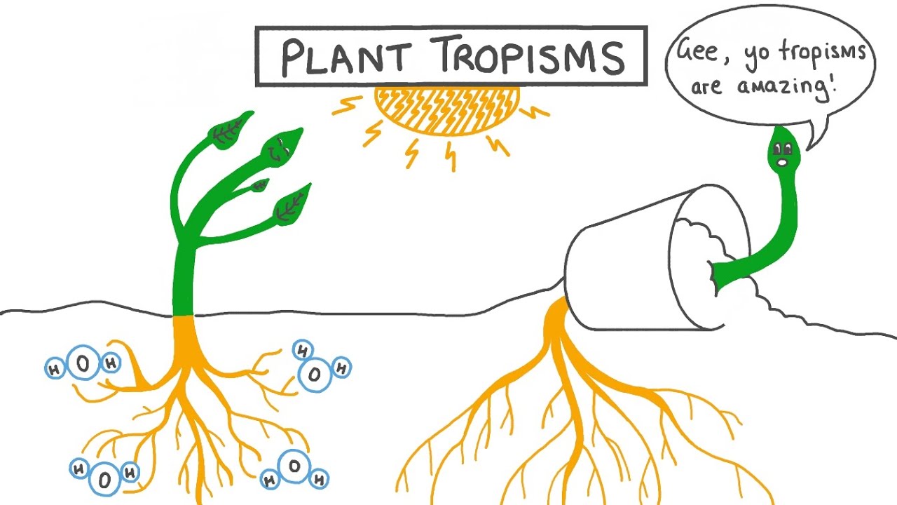life sciences grade 12: Phototropism , Geotropism & plant defense ...
