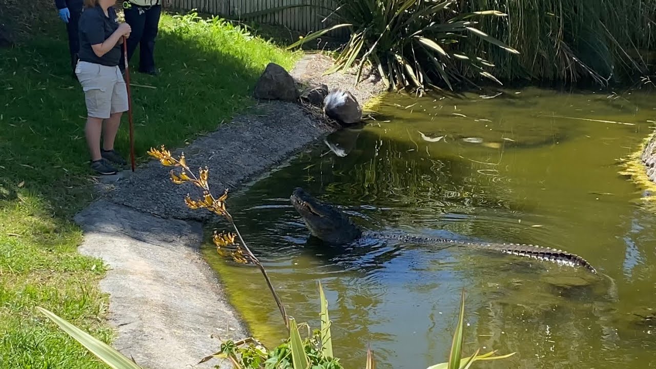 Hungry Alligator - YouTube