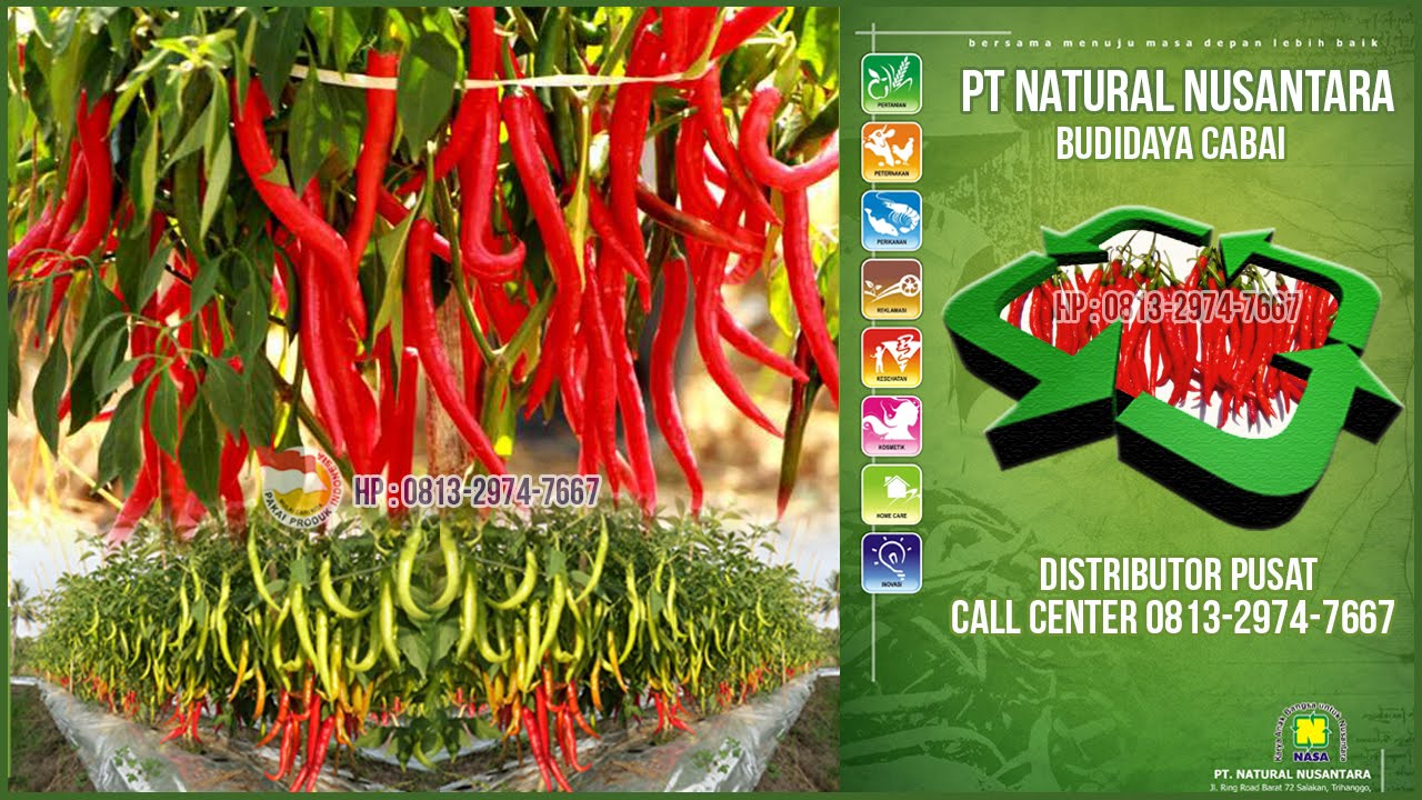 Mengatasi Rontok Bunga pada Cabai - YouTube