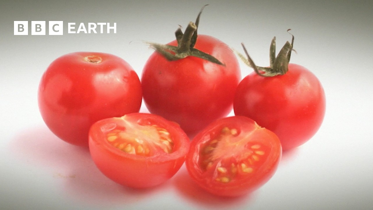 How to Stop Our Food Decomposing | Food Super Highway | BBC Earth ...