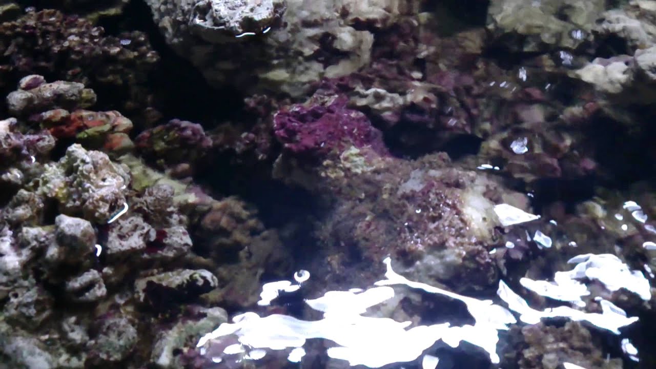 Things to consider when buying live rock - YouTube