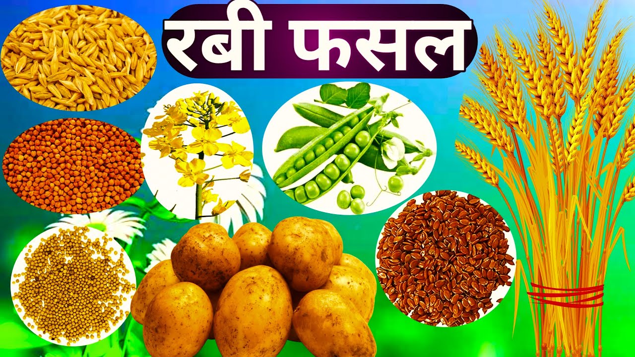 #रबी फसल,मे कौन- कौन से बीज आते हैं,जो खेतो मे लगाए जाते है,रबी की फसले ...