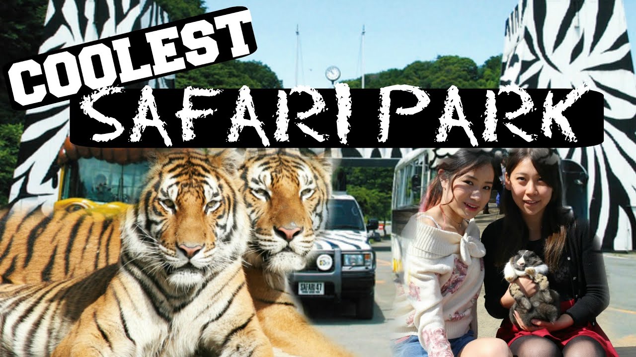 Japan's Safari Park (Gunma Safari Park) | 群馬サファリパーク internationallyME ...