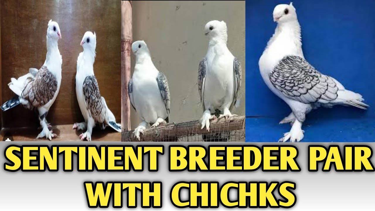 Common Sentinent Pigeon | Sentinet | Sentient Baby | Fancy Pigeon ...