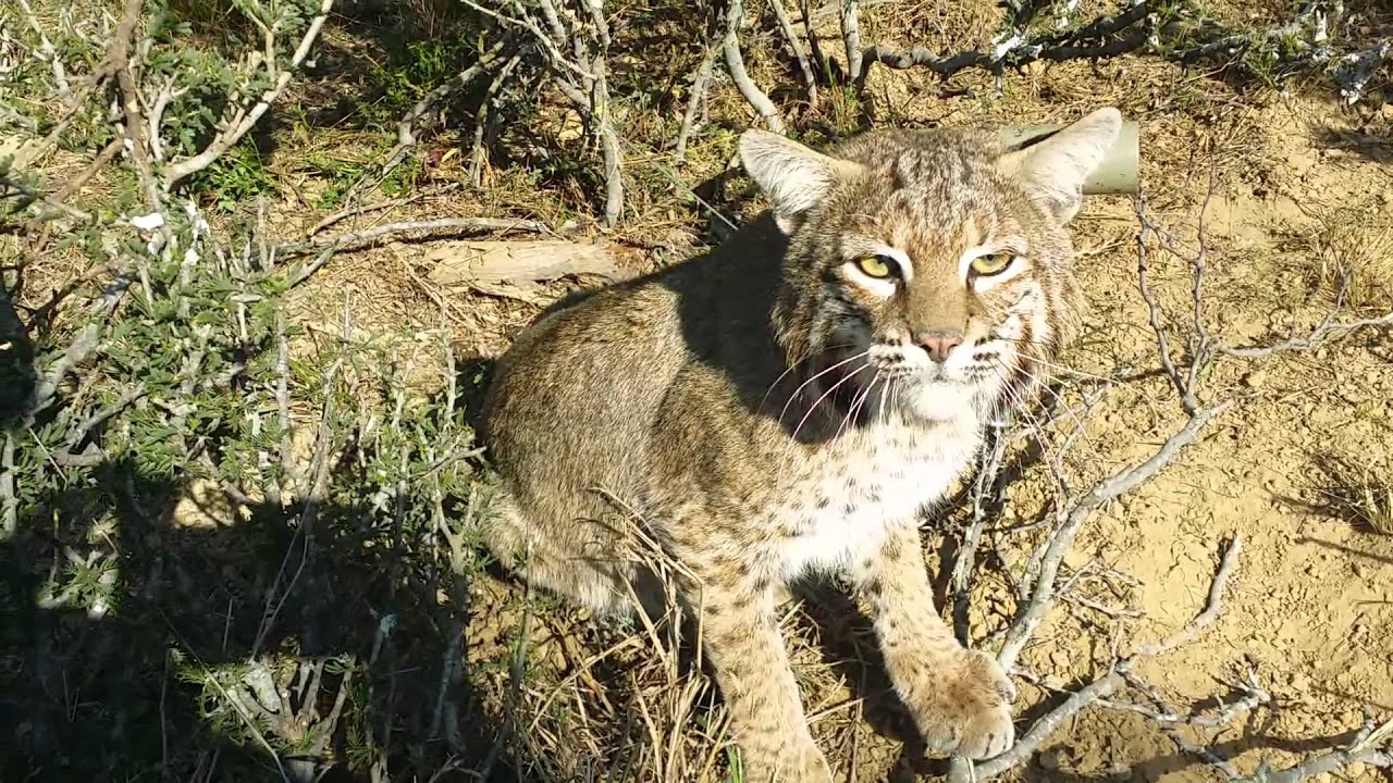 Bobcat trapping portable pocket - YouTube