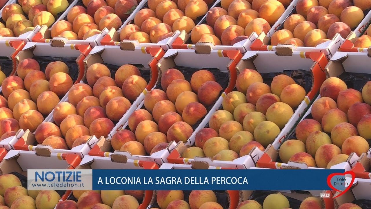 A LOCONIA LA SAGRA DELLA PERCOCA - YouTube