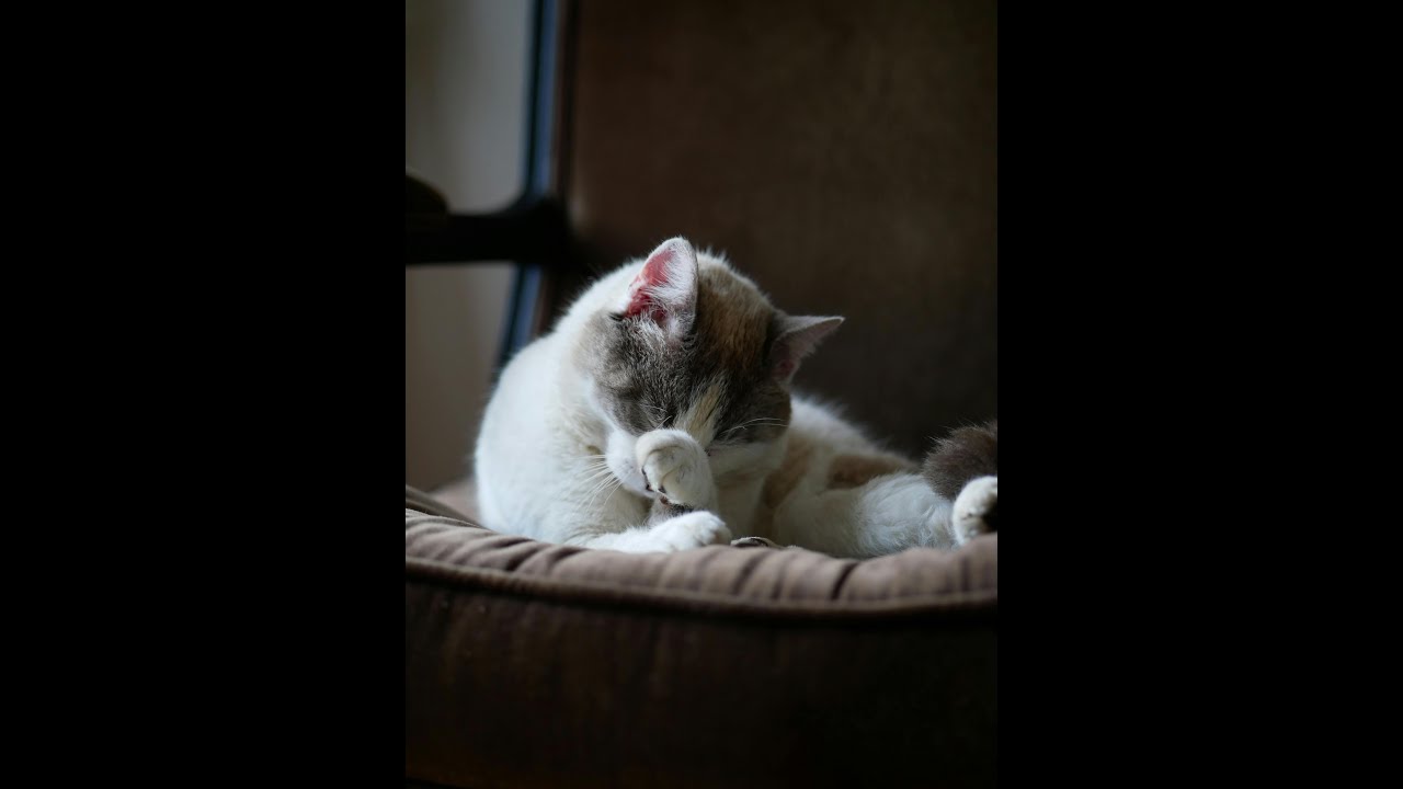 Unlocking Cat Secrets: Why Your Feline Friend Scratches, Kneads & More ...