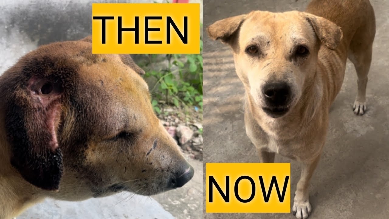 Dog wound treatment at home | Meggot recovery | dog video | street dog ...