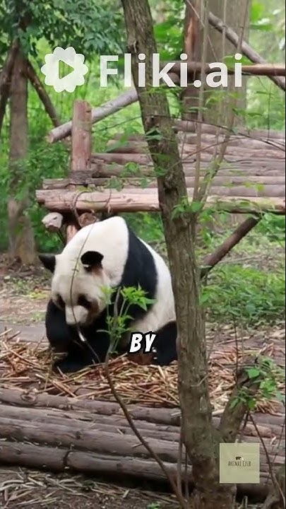 Discover the Adorable World of Pandas: Fascinating Facts and ...