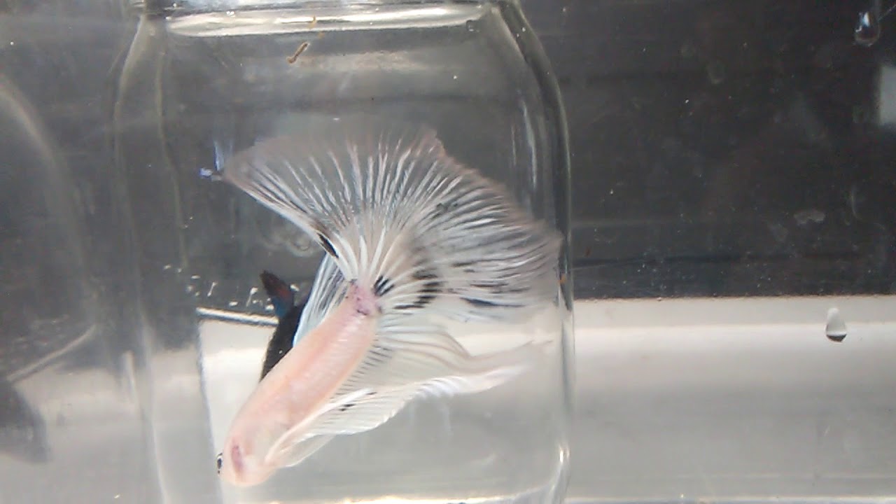 Cellophane king, Halfmoon betta fish. - YouTube