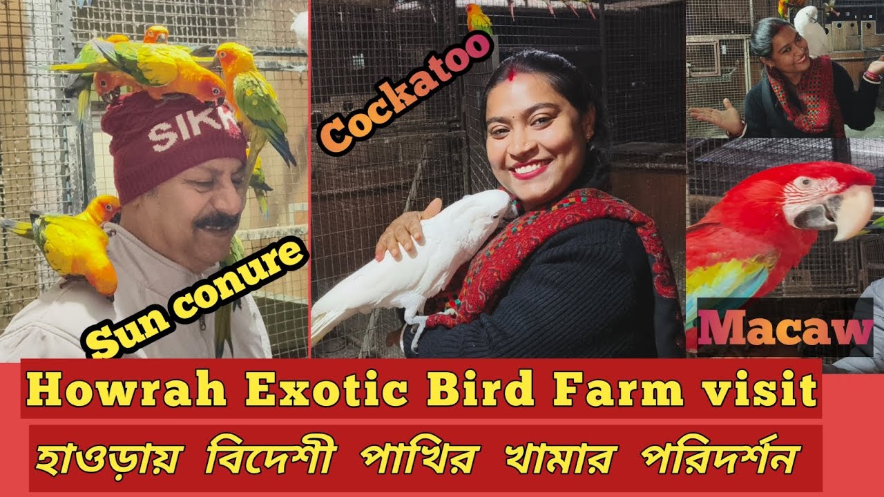 Howrah Exotic Bird Farm || Howrah Cockatoo Macaw African Gray parrot ...