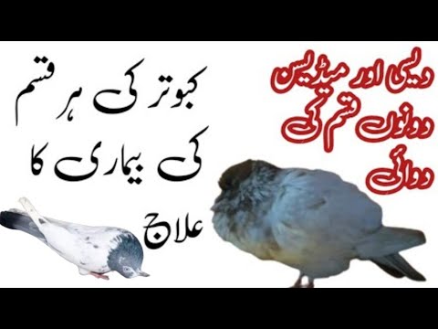 kabootar ki har bimari ka ilaj 💊 || kabootar ki har bimari ka desi ilaj ...