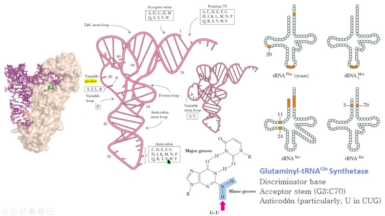 Aminoacyl tRNA Synthetase second code Gene expression expresión ...