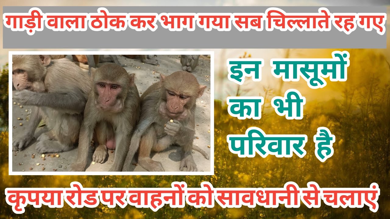 Baby monkey funeral-Bandar Ka Antim Sanskar-Animalslivewithstruggle ...