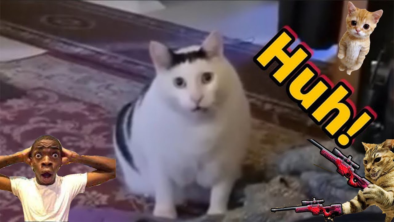Collection of Cat Memes And Their Funny Moments - Synth Groove - YouTube