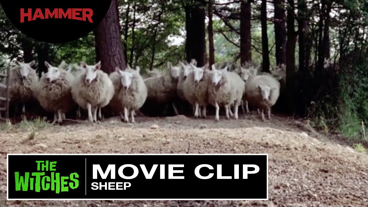 The Witches / Sheep (Official Clip) - YouTube