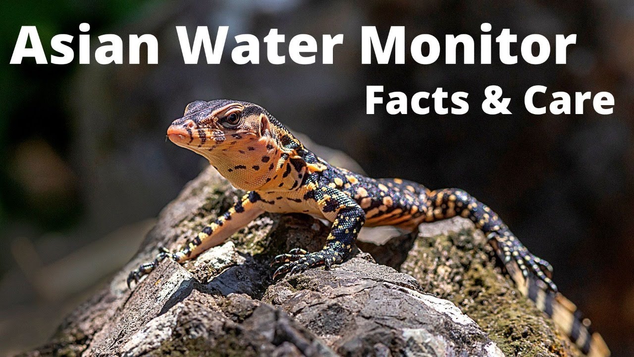 Asian Water Monitor Facts & Care - YouTube