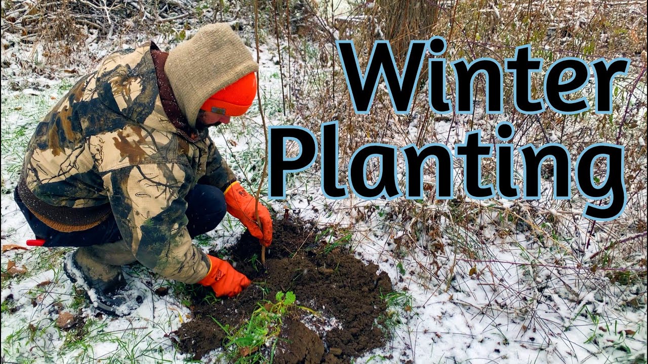 Planting Trees in Snow - YouTube