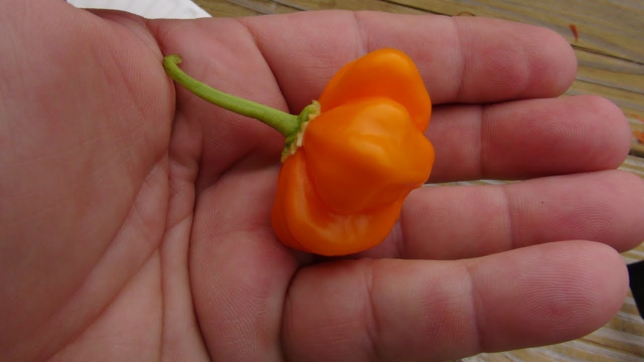 Starfish Orange Pepper, capsicum baccatum, created by pepperlover, # ...