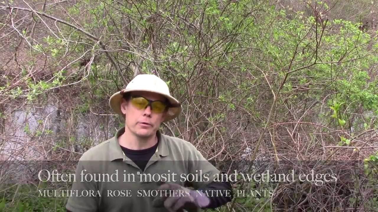 Multiflora Rose Removal. - YouTube