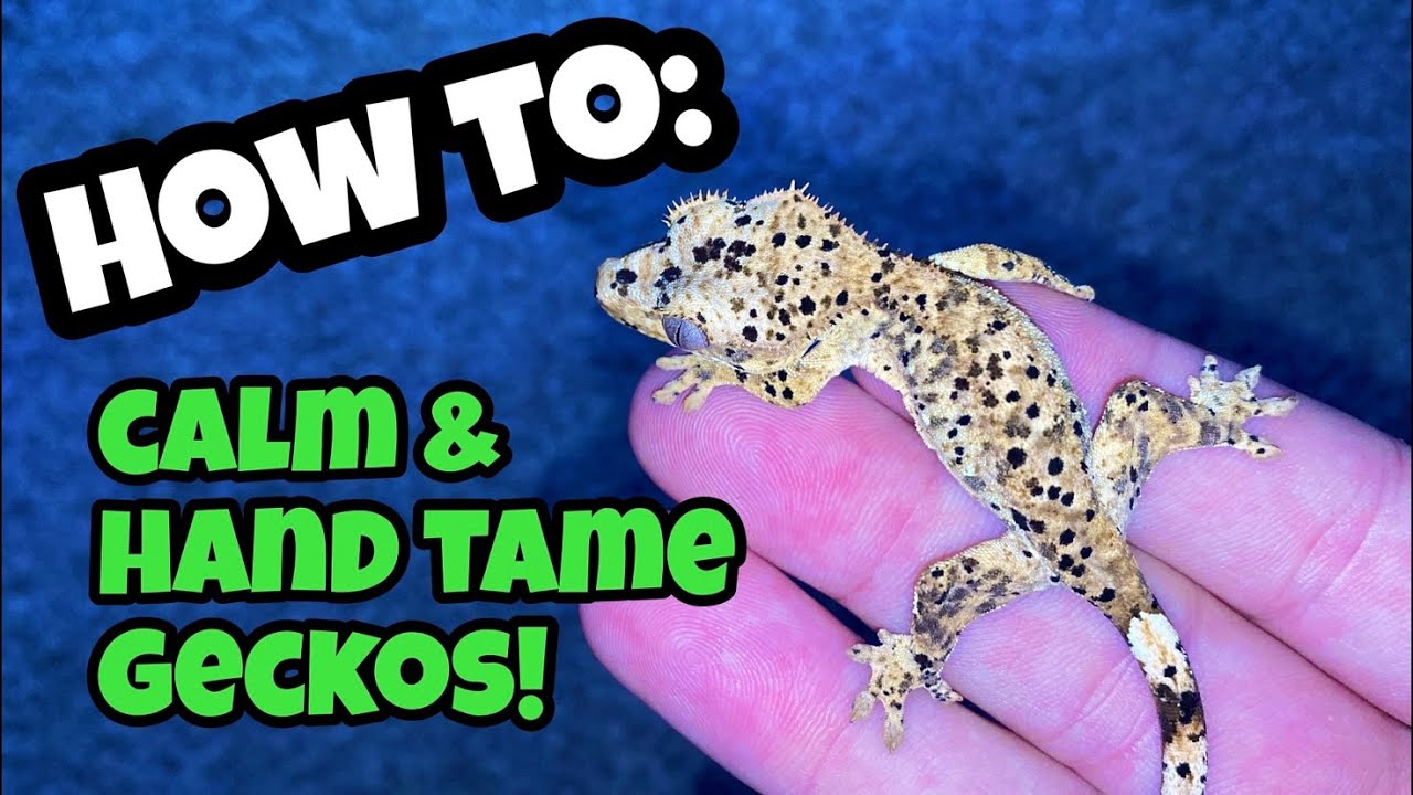 How I HAND TAME Geckos! (handling tips) - YouTube