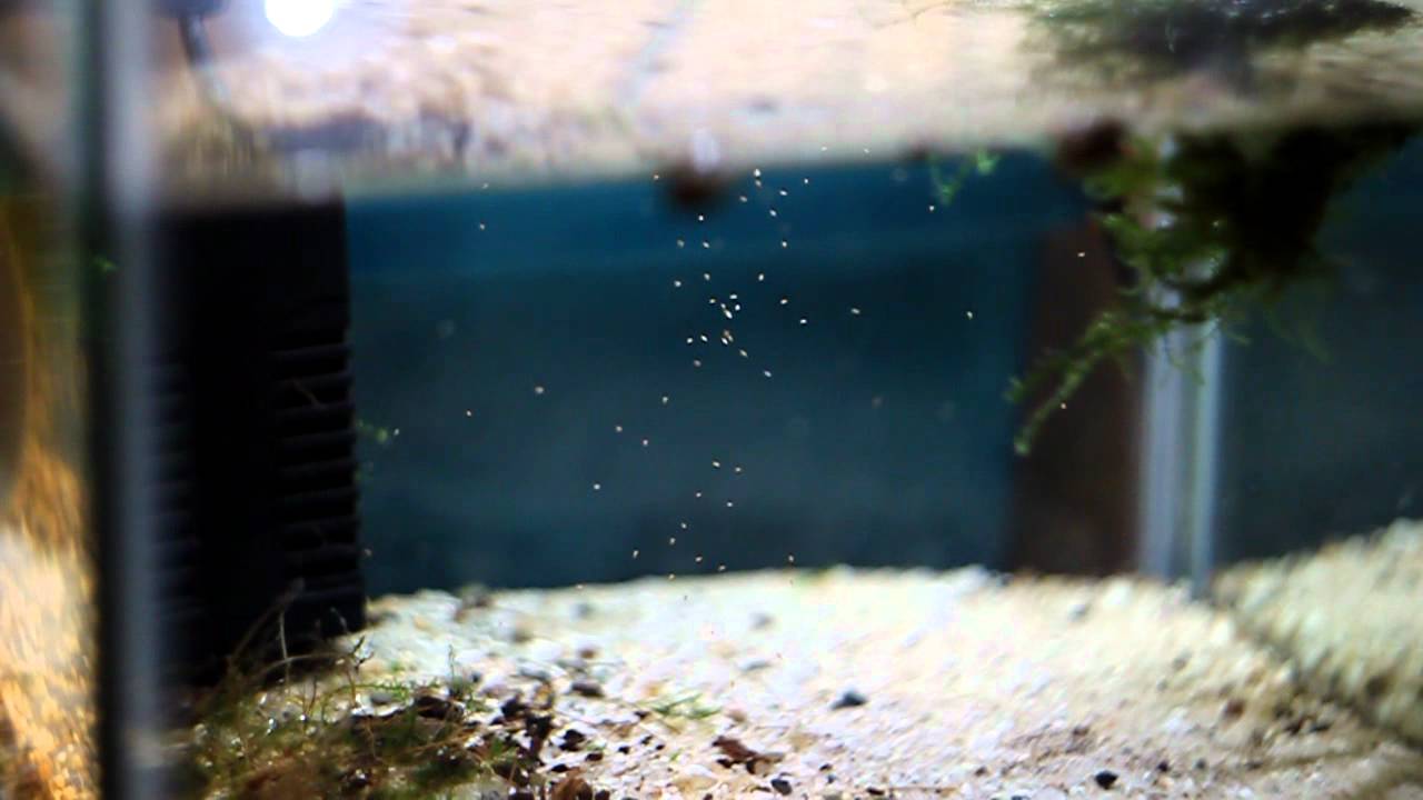 Triops longicaudatus larvae, approx one day old - YouTube