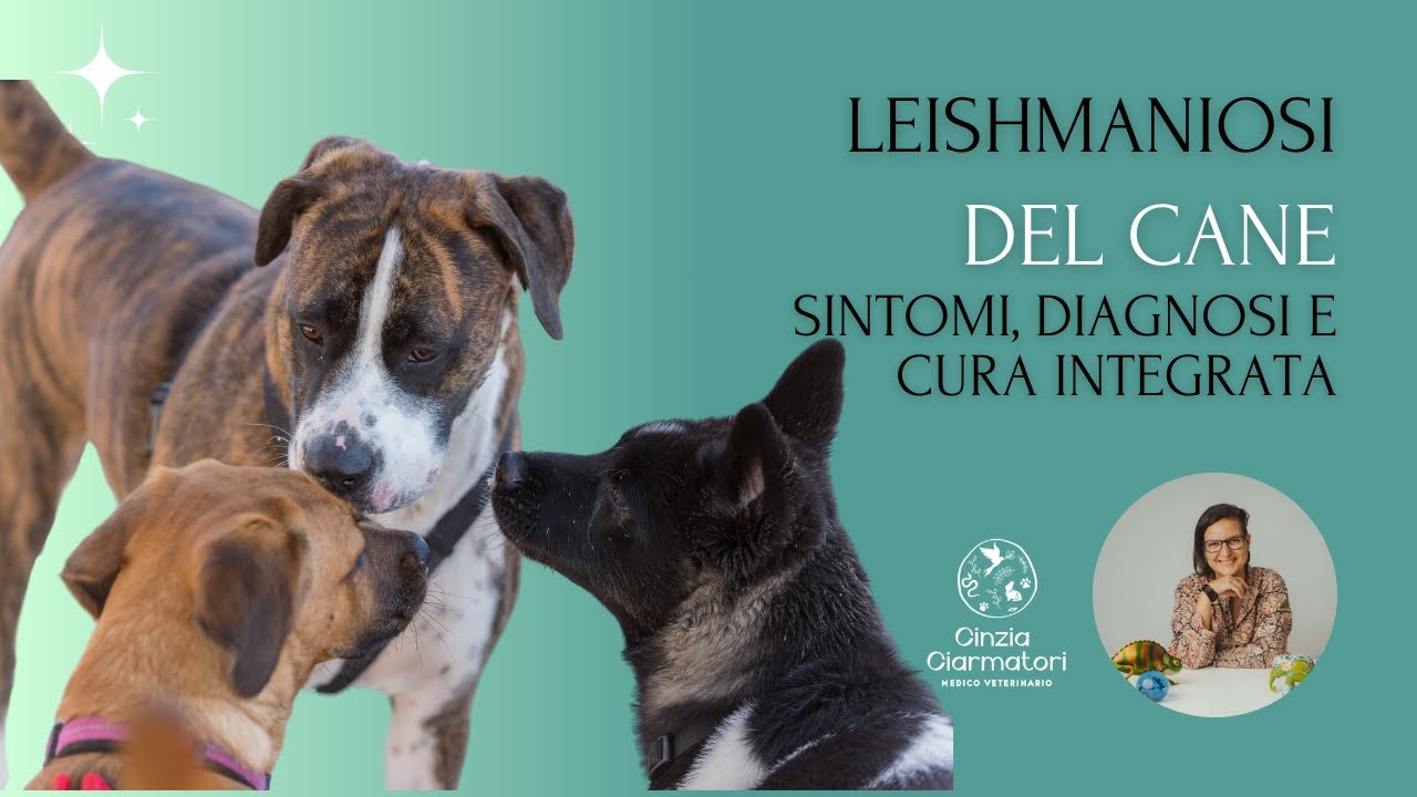 Leishmaniosi del cane prevenzione e cura integrata - YouTube