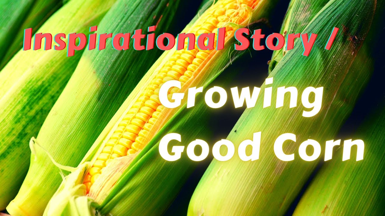 Inspirational story – Growing Good Corn | How to Connect with others ...
