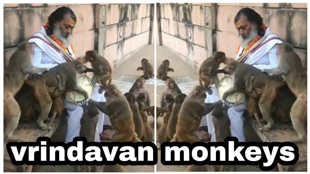 वृंदावन धाम के बंदरों में कुछ तो खास है | vrindavan monkeys |vrindavan ...