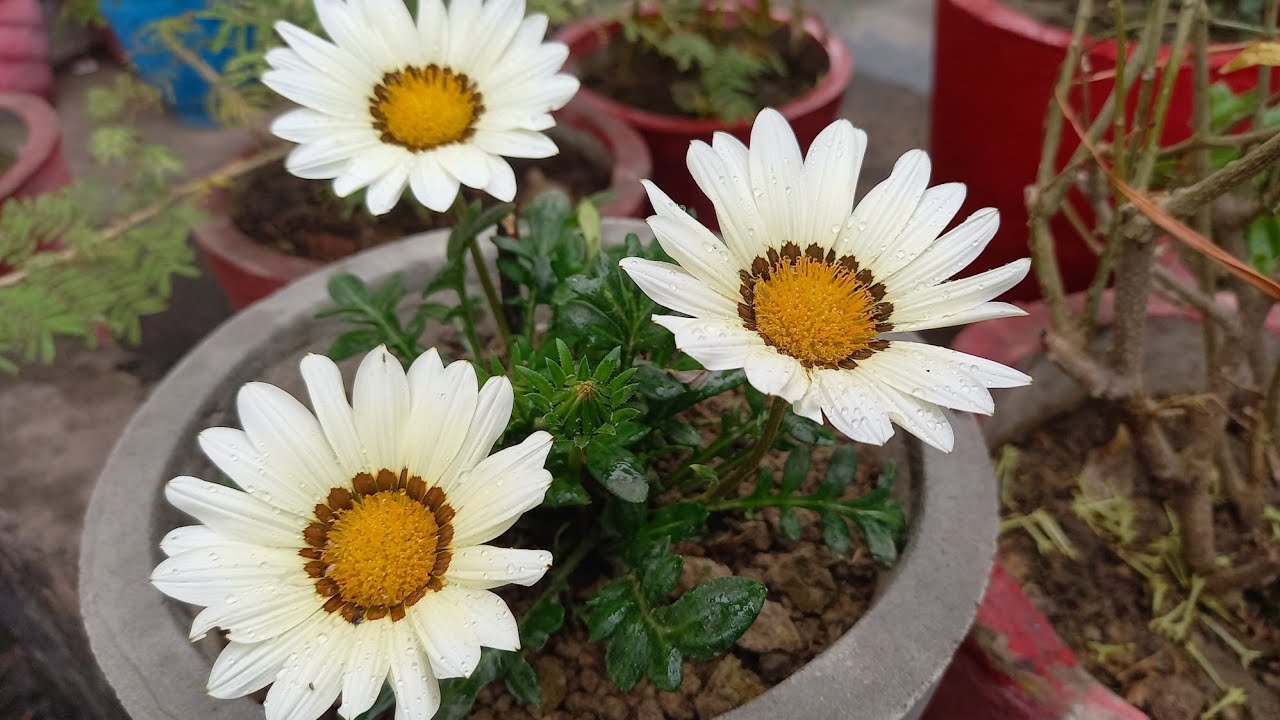 Gazania plant care || Gazania plant pot size & (soil mixture ...