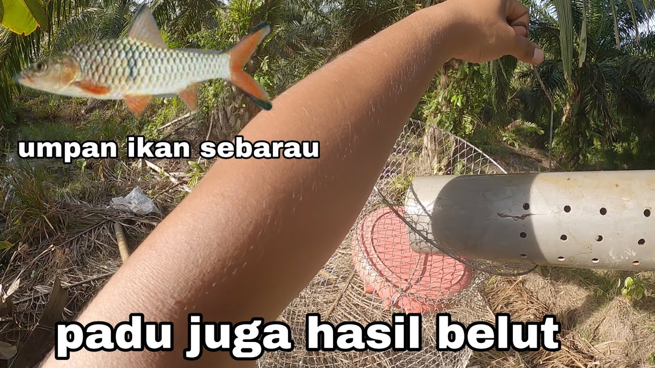 Tukir Belut Umpan Ikan Sebarau , Padu Juga Hasil ... - YouTube