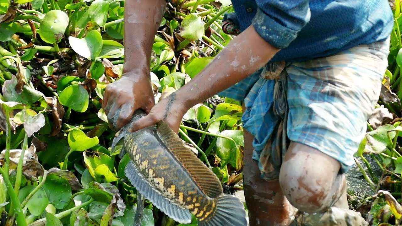 Catching fish on the rice land || Catching fish by hand || Village life ...
