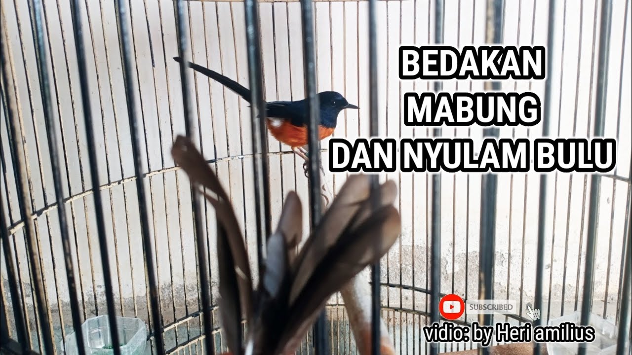 MEMBEDAKAN MABUNG DAN NYULAM BULU PADA MURAI BATU..!! - YouTube