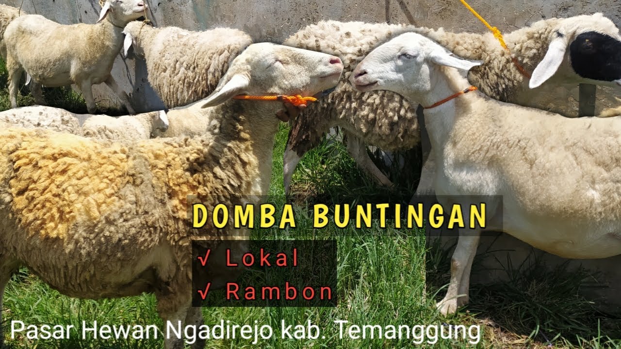 DOMBA BUNTINGAN DOROAN LOKAL RAMBON || Pasar Hewan Ngadirejo Kab ...