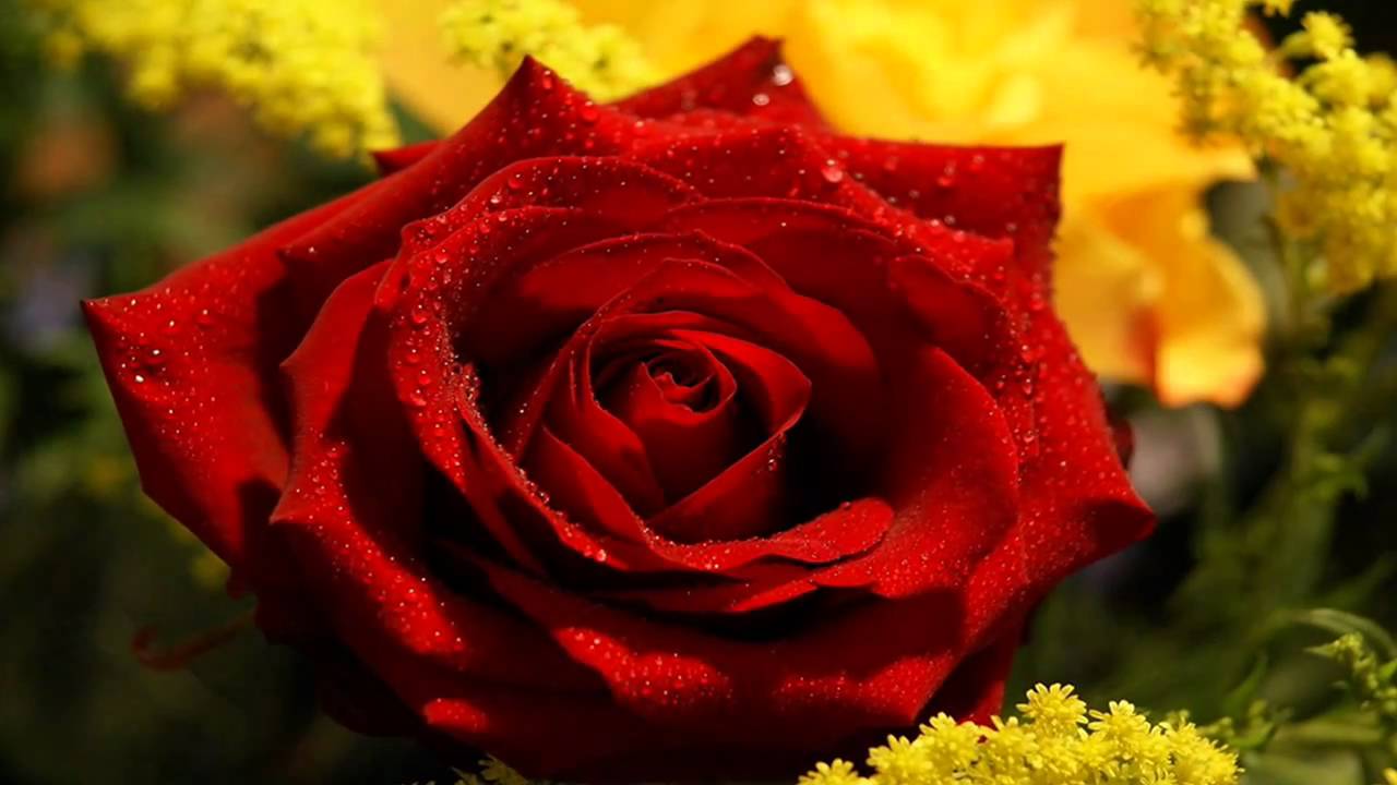 My Tears Are Falling On Your Roses (Auf Rote Rosen Fallen Tränen ...