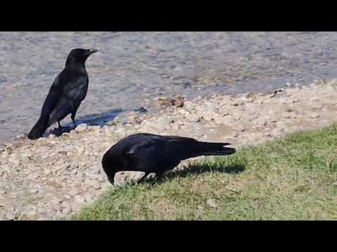 crows enjoying beach ⛱️🏖️😂🤗