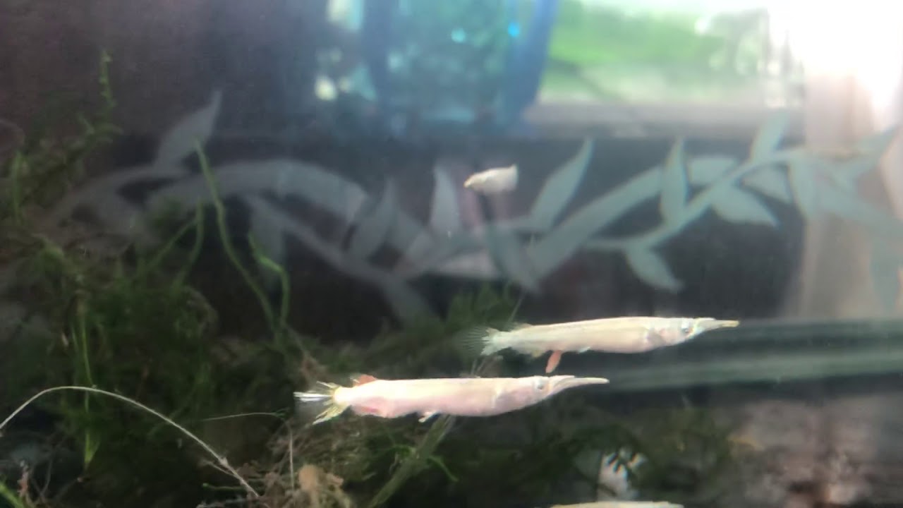 Halfbeaks fish breeding tank half beak platinum live bearer aquarium ...