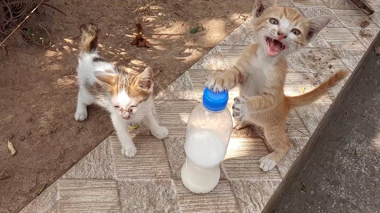 Poor kittens | adorable kittens | abandoned #PanhasakAndCats - YouTube