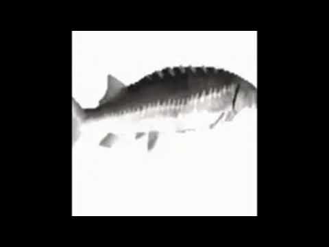 Extremely low quality with low quality spining fish - YouTube