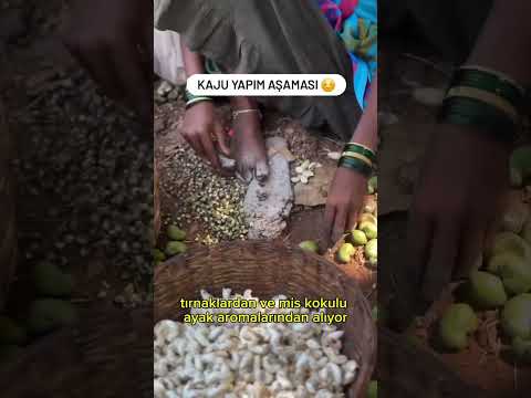 Hindistan’da Kaju Üretimi Görenleri Şaşırttı! #shorts #gündem #keşfet #viral #kaju #gündemvideoları