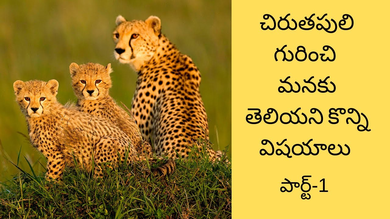 20 Interesting and Magical Facts about Animals in Telugu |#part 1 ...