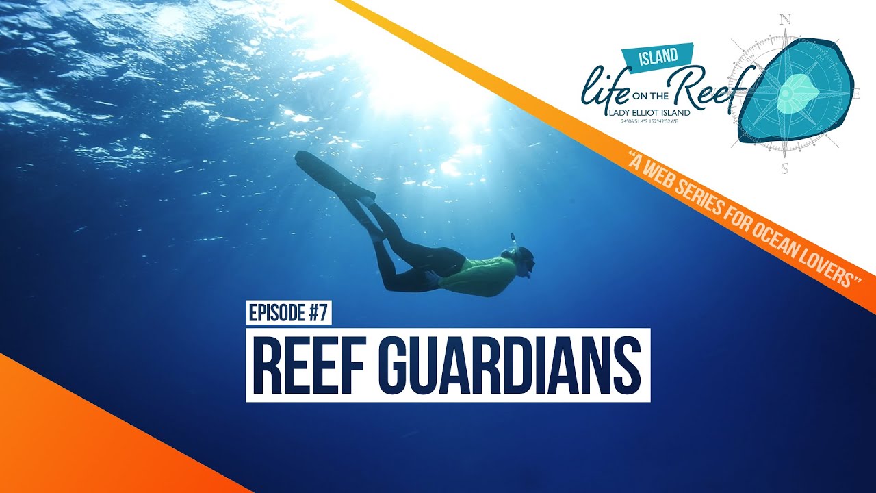 Lady Elliot Island | EP#7 | LIFE ON THE REEF | Reef Guardians| Ocean Docuseries 4K - YouTube