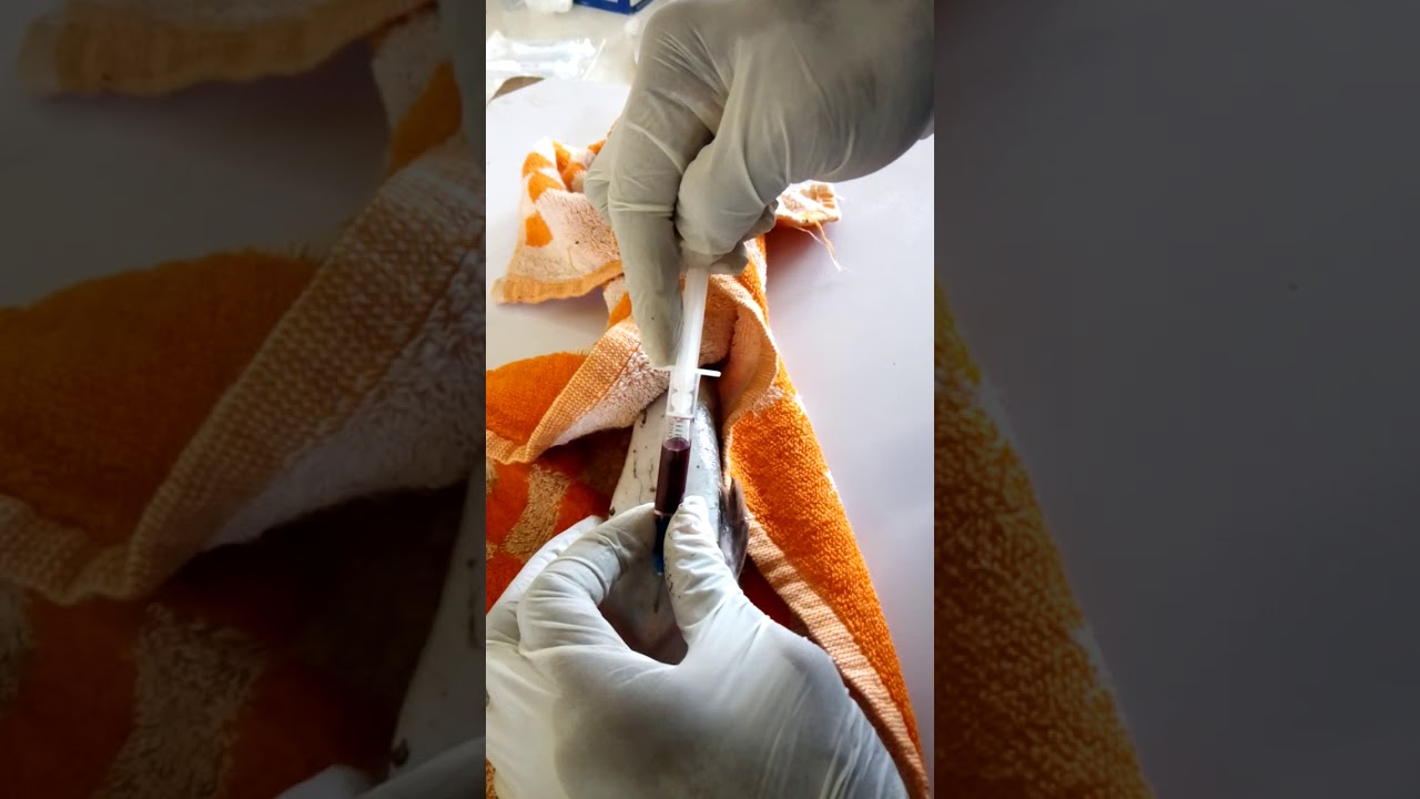 Blood collection on African Catfish through intracardiac route - YouTube