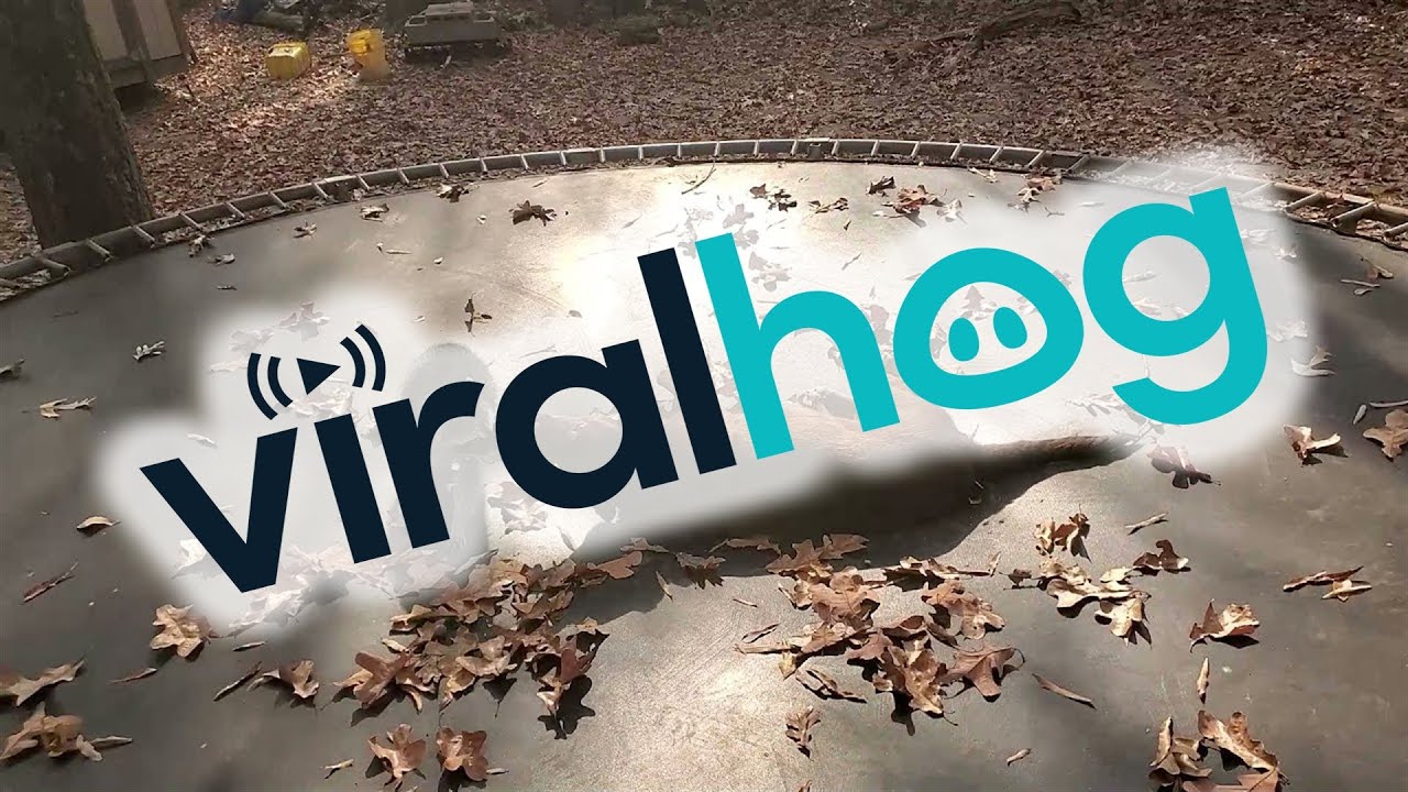 Furry Friends Tussle on Trampoline || ViralHog - YouTube